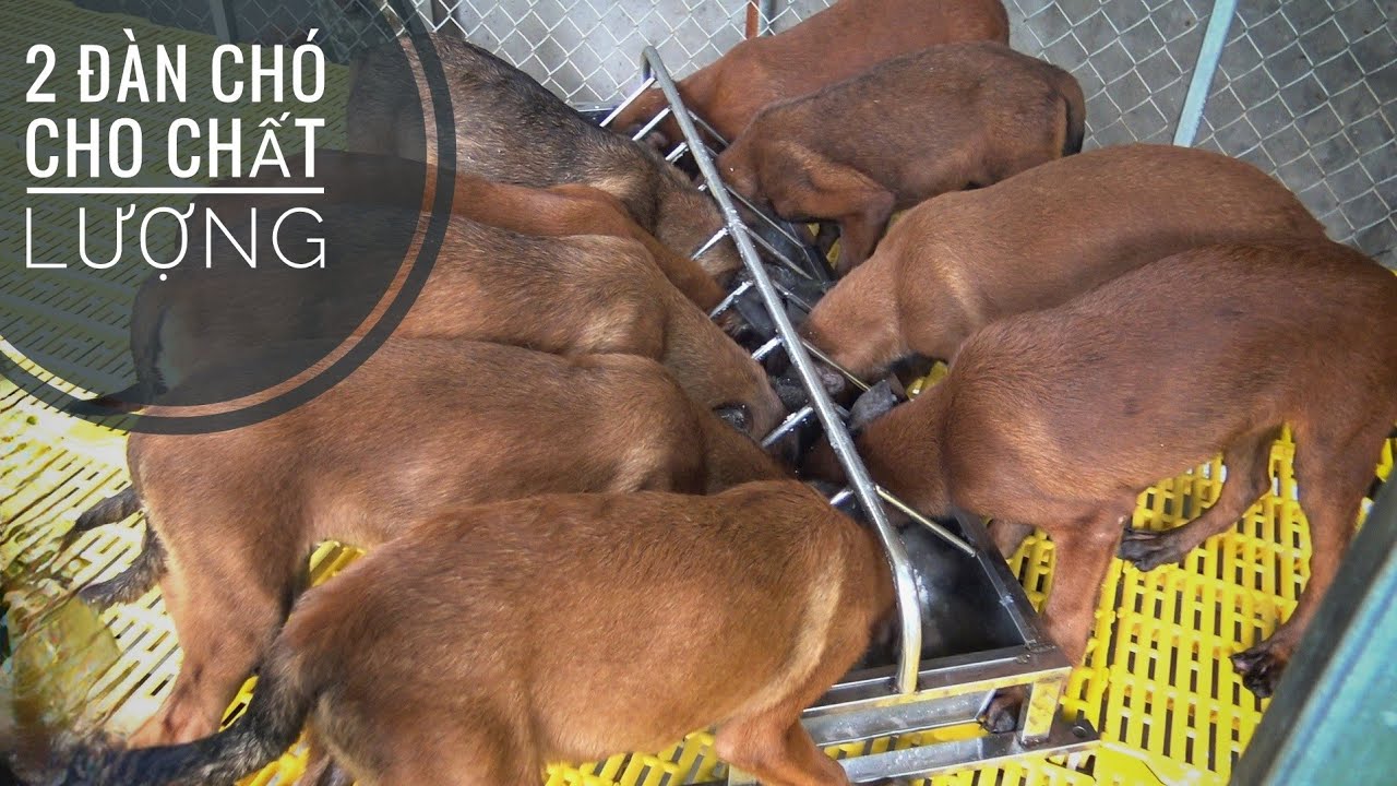 Malinois Đỏ Cháy gầm Đen & Mehico Duron để anh em chơi dịp Hè 2023 ...