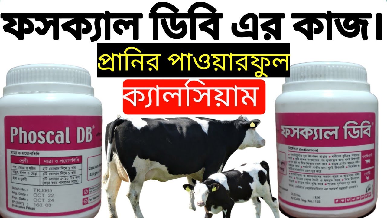 Phoscal DB vet|ফসক্যাল ডিবি ভেট এর কাজ।শীতে প্রানি দেহে ক্যালসিয়াম এর ...