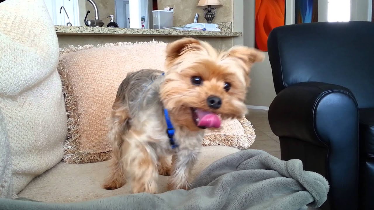 Yorkie dog has a cute curly tongue - YouTube