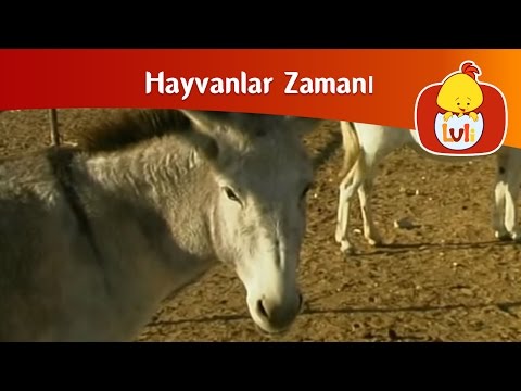 Hayvanlar zamanı - Eşek ve Güvercinler, Luli TV