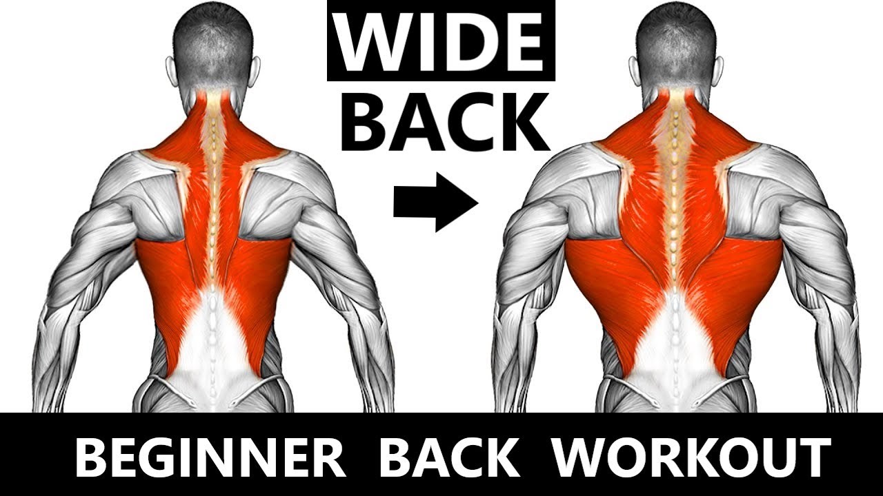 BEGINNER BACK WORKOUT MUSCLE BUILDING WORKOUT - YouTube
