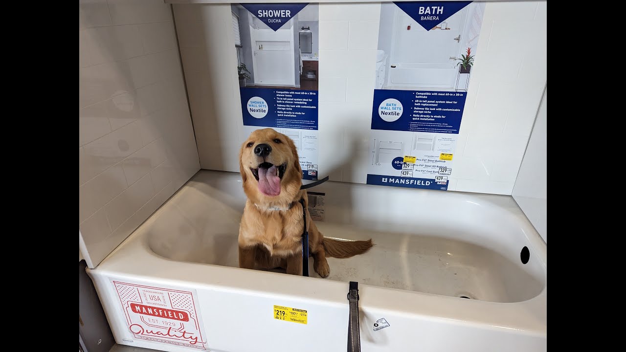 Boston Dog Trainers | Nala, Golden Retriever with Impressive Obedience ...