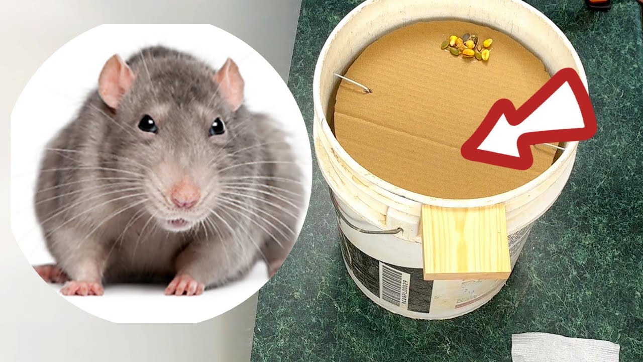 Best rat & mouse trap easy to make #diy #rat #mouse - YouTube