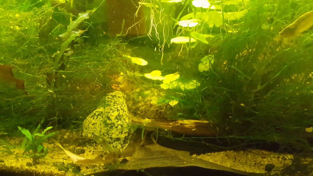 River bed themed aquarium - YouTube