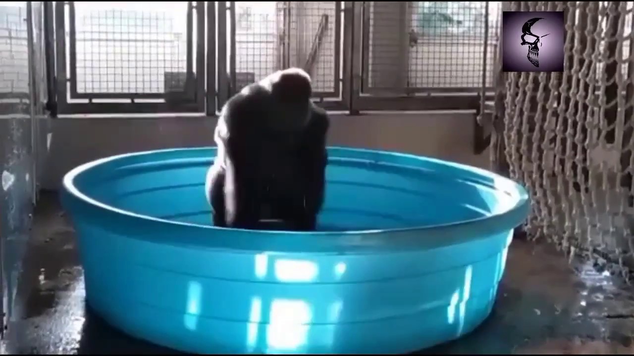 Gorila Bailando En Piscina Del Zoológico - YouTube