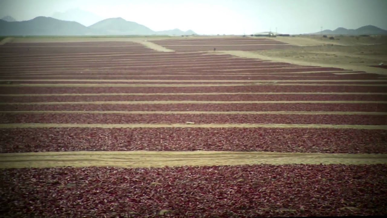 Agrícola Cerro Prieto (Video Institucional, 2009) - YouTube