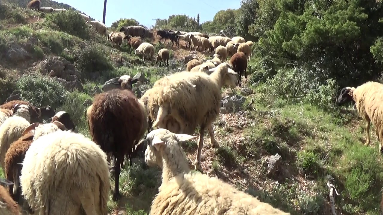 ΠΡΌΒΑΤΑ - ΗΠΕΙΡΟΣ - ΘΕΣΠΡΩΤΙΑ - ΑΝΕΒΑΊΝΟΝΤΑΣ ΣΤΗ ΣΚΆΛΑ ΠΑΡΑΜΥΘΙΆΣ 2020 ...