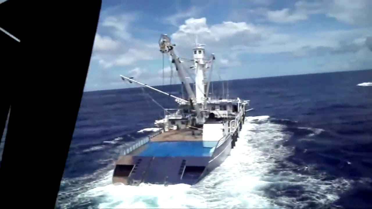 PESCA DO MAIOR ATUM 2020 - YouTube