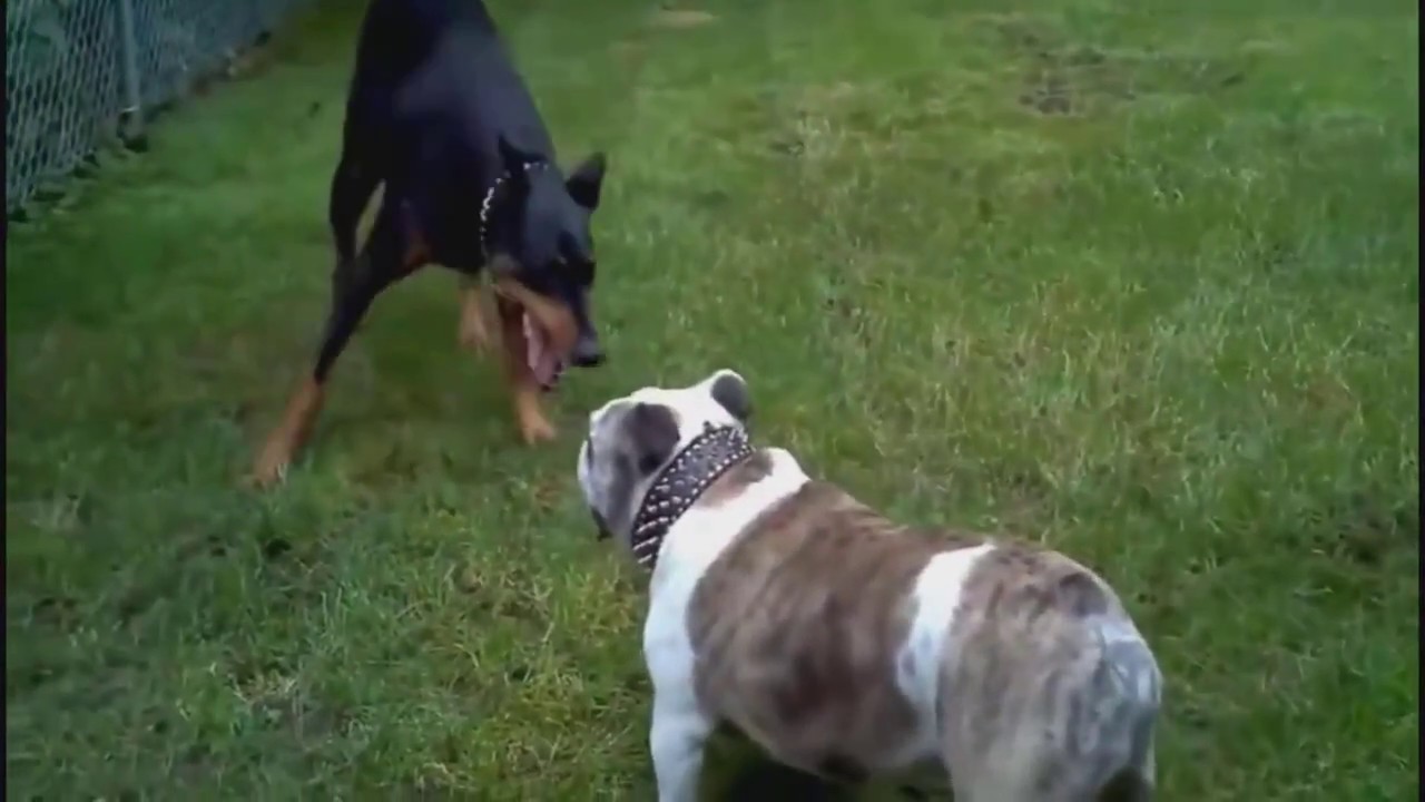 【Doberman VS Pitbull】 Fierce dog - YouTube