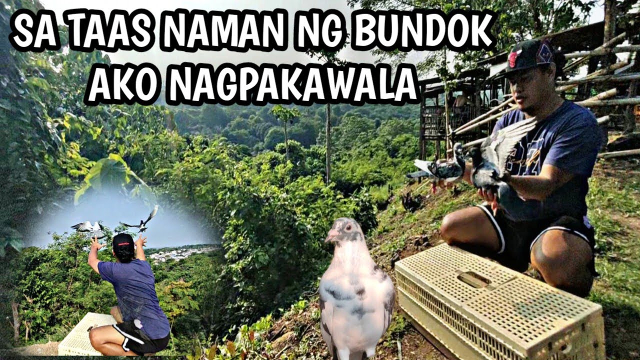 BITAW KALAPATI SA BUNDOK (PUTRAGIS SOBRANG BIGAT HIRAP PA LUMIPAD ...
