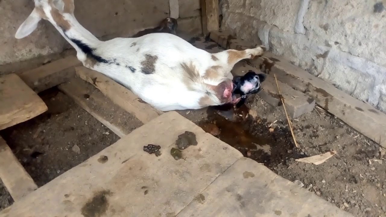 A Goat giving birth|how Amazingly our goat birth her twins kids!!!|our ...
