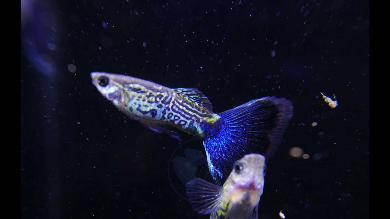 Guppy Snake Skin blue Tail - YouTube