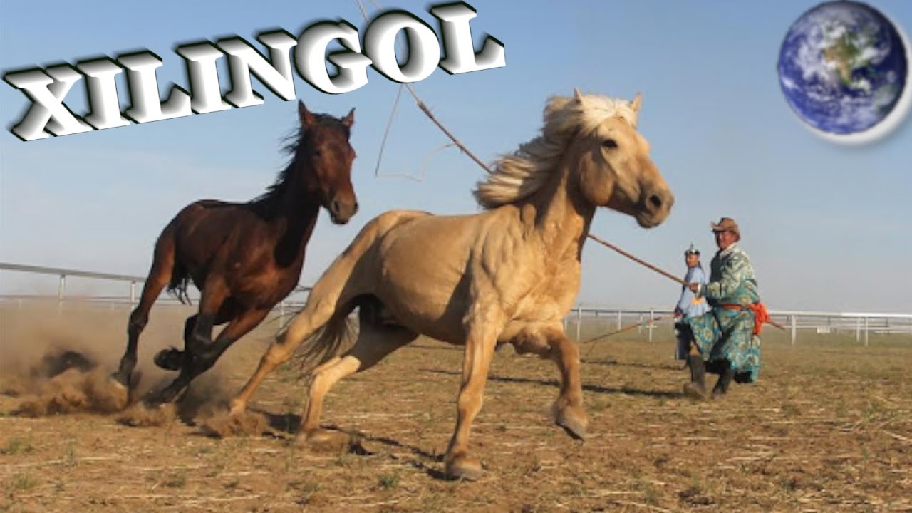 TOP Beautiful Xilingol Horse in the World! - YouTube