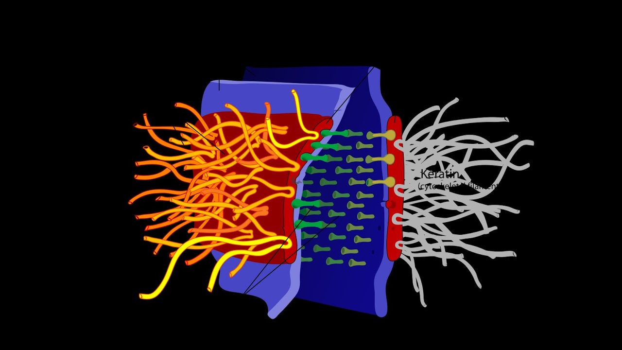 Cell connections and communication - YouTube