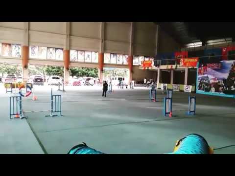 Dog Agility Philippines - YouTube