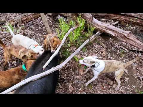 Wild Boar Hunting in Georgia Episode #10 - YouTube
