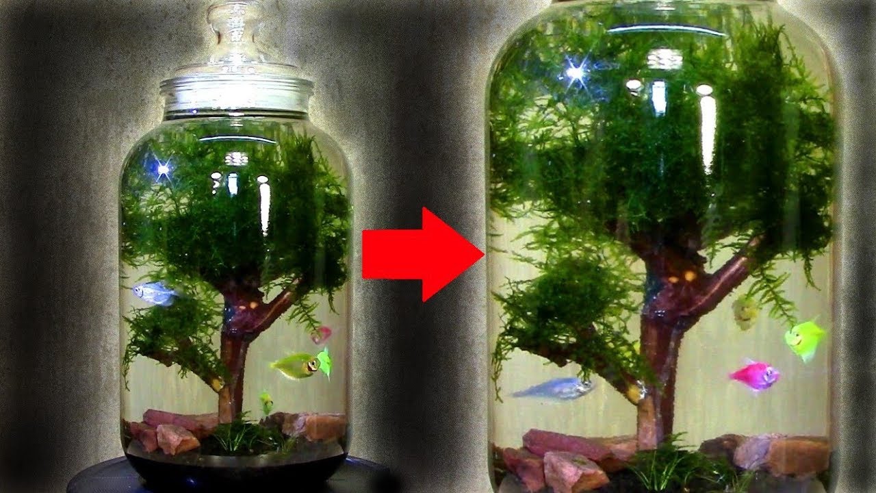 DIY Tree Ecosphere 🌳 - YouTube