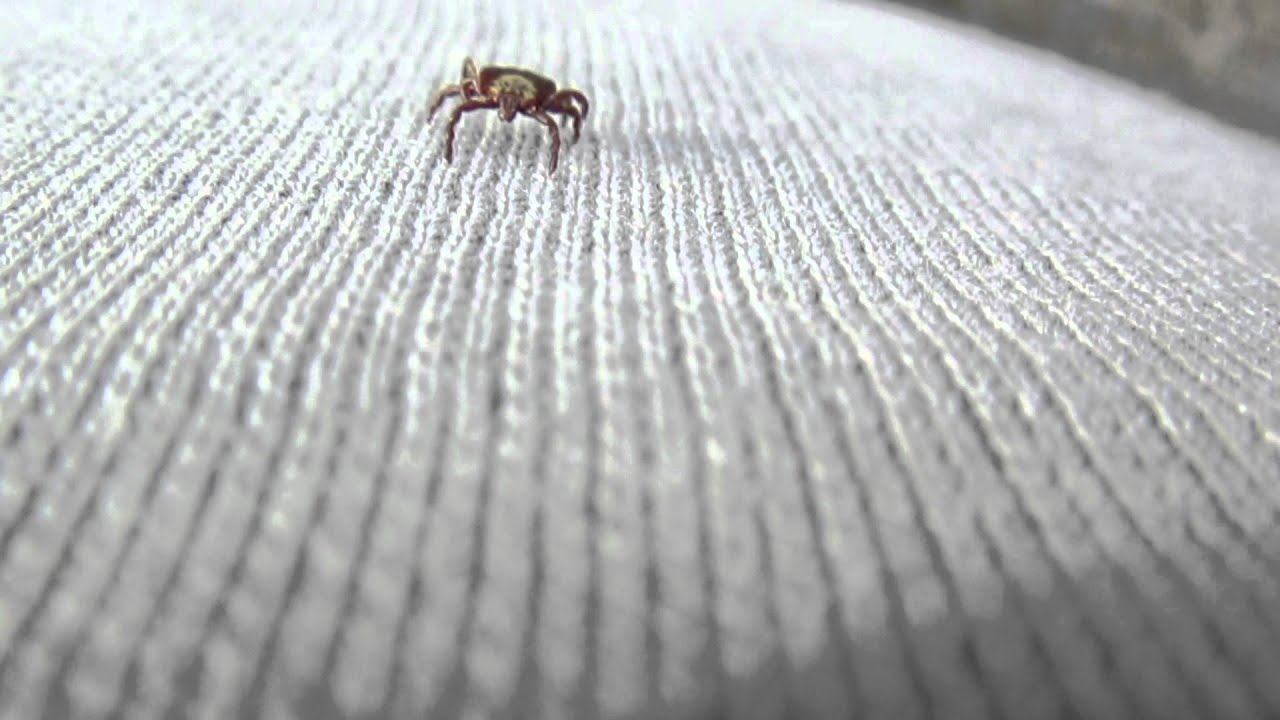 Your Moment of Missoula Zen #26 (tick attack) - YouTube