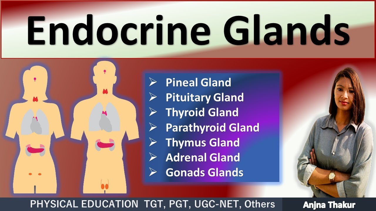 Endocrine system | Functions | Structure | Locations | Glands Anatomy ...