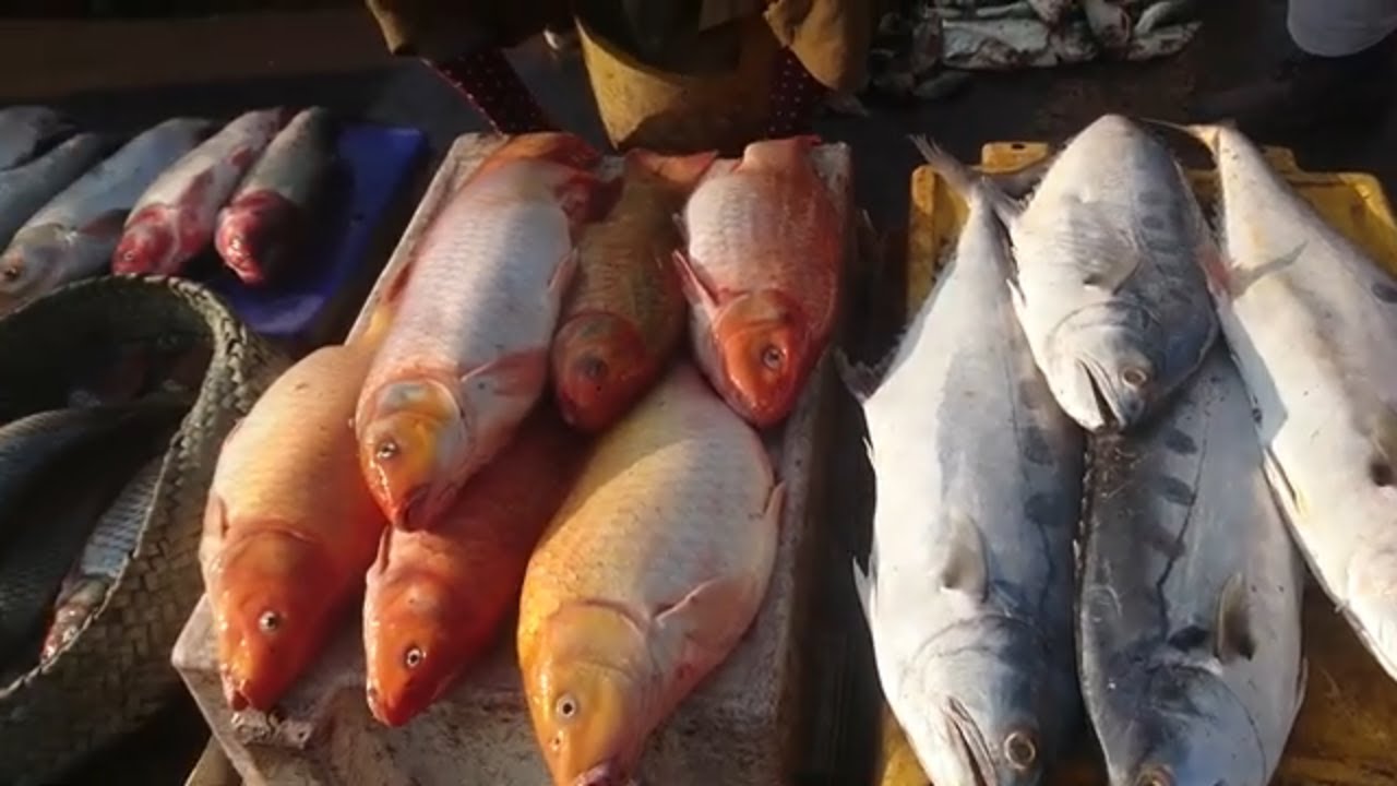 Musa colony Fishery karachi Fish market - YouTube