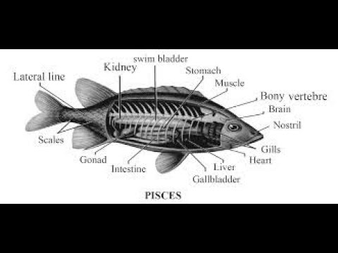 Super Class- PISCES l Biology l Class 11 l By Pradeep Sharma l - YouTube