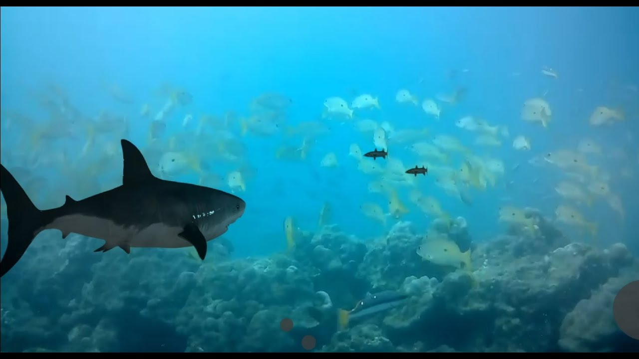 Scuba with a killer Shark - 3D Animation using Blender - YouTube