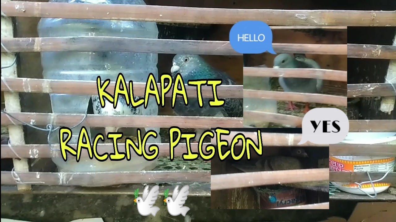 KALAPATI RACING PIGEON 🕊️🕊️ - YouTube