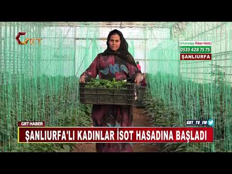 Şanlıurfa'lı Kadınlar İsot Hasadına Başladı