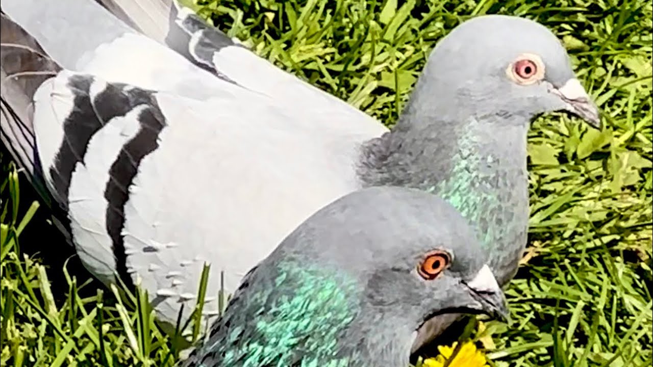 Pigeon‘s party | Pigeons are enjoying a beautiful Sunny day - YouTube