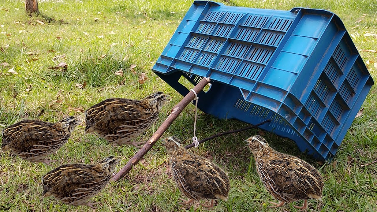 Awesome Quick Quail Bird Trap Using Big Plastic Jar - How To Make Easy ...