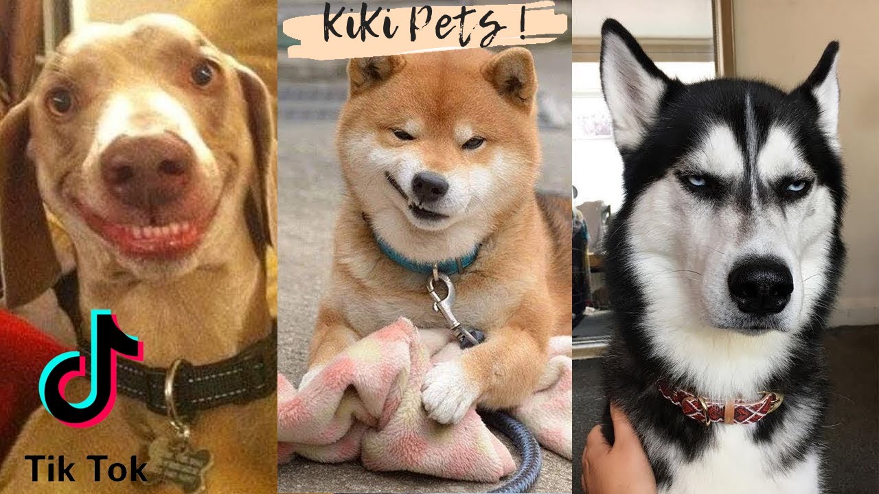 TRY NOT TO LAUGH 😂 While watching these Funny Dogs 🐶 Top Tik Tok 😍 KiKi ...
