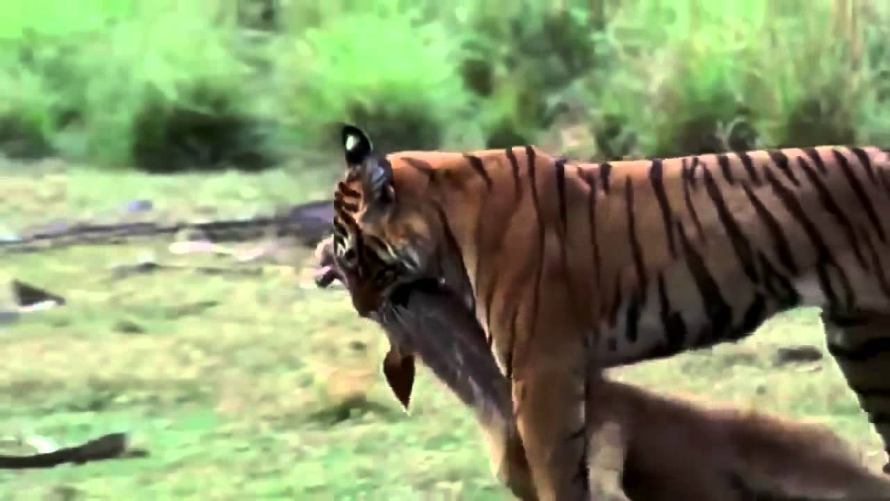 Tigre Siberiano Ataca a Ciervo - YouTube