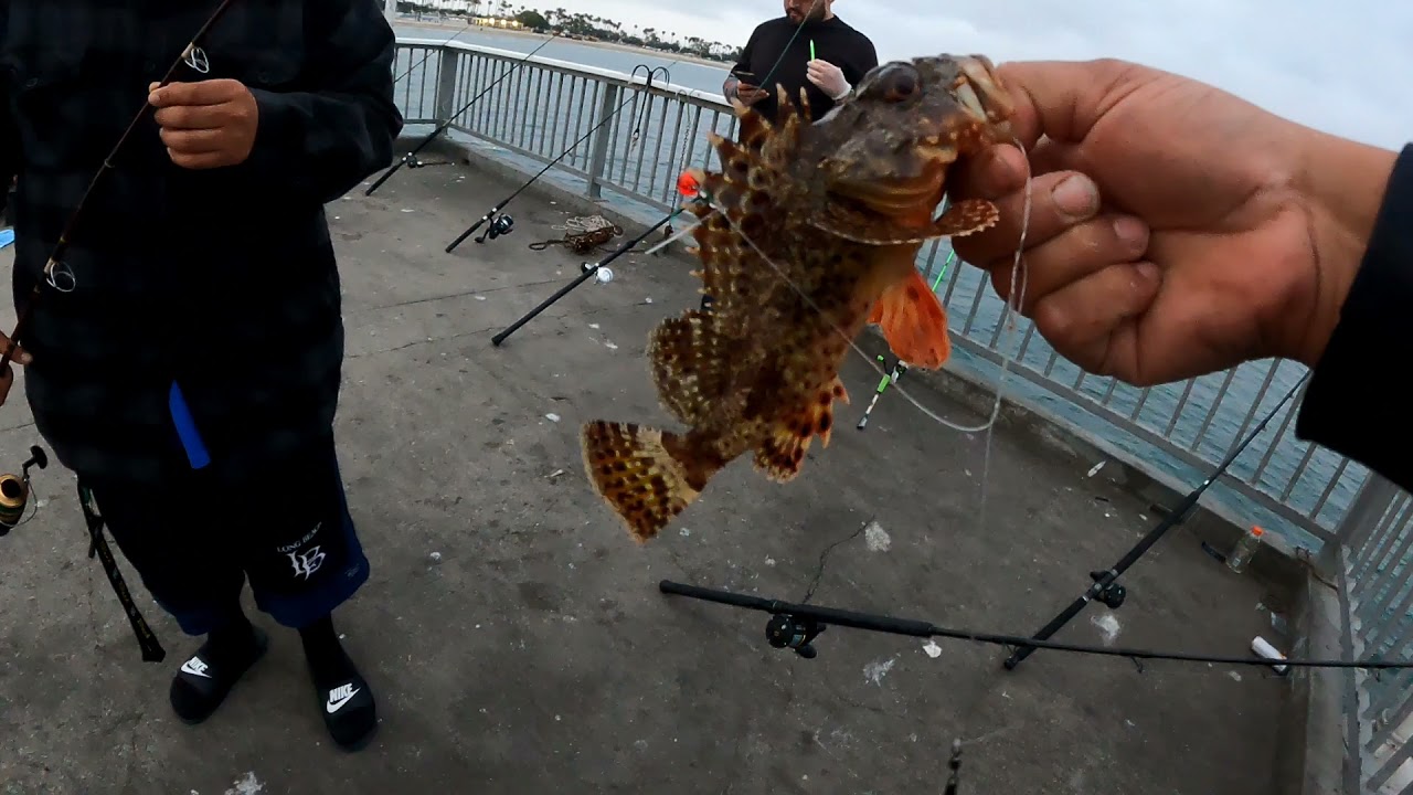 new personal best shovel nose guitar fish - YouTube