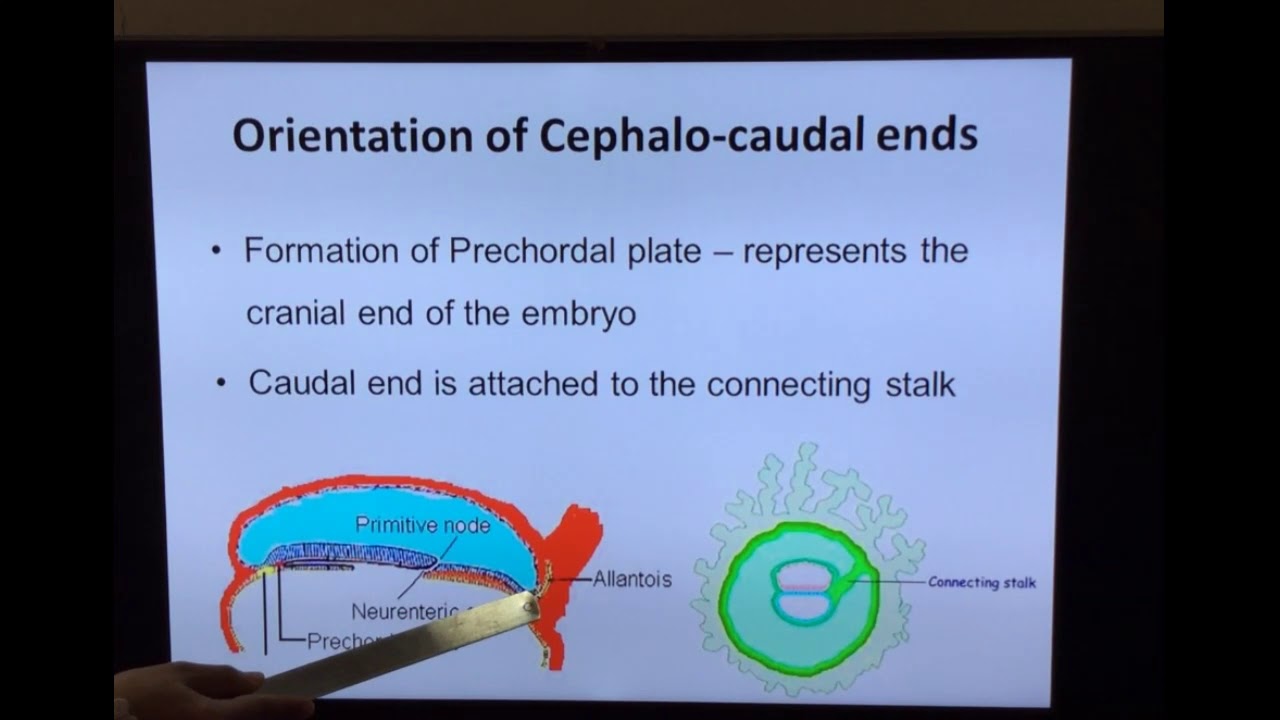 Orientation of cephalo-caudal ends in embryo - YouTube