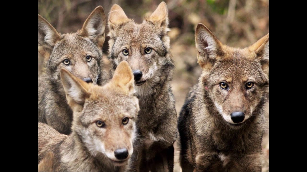 Red Wolf Family Requiescence - YouTube