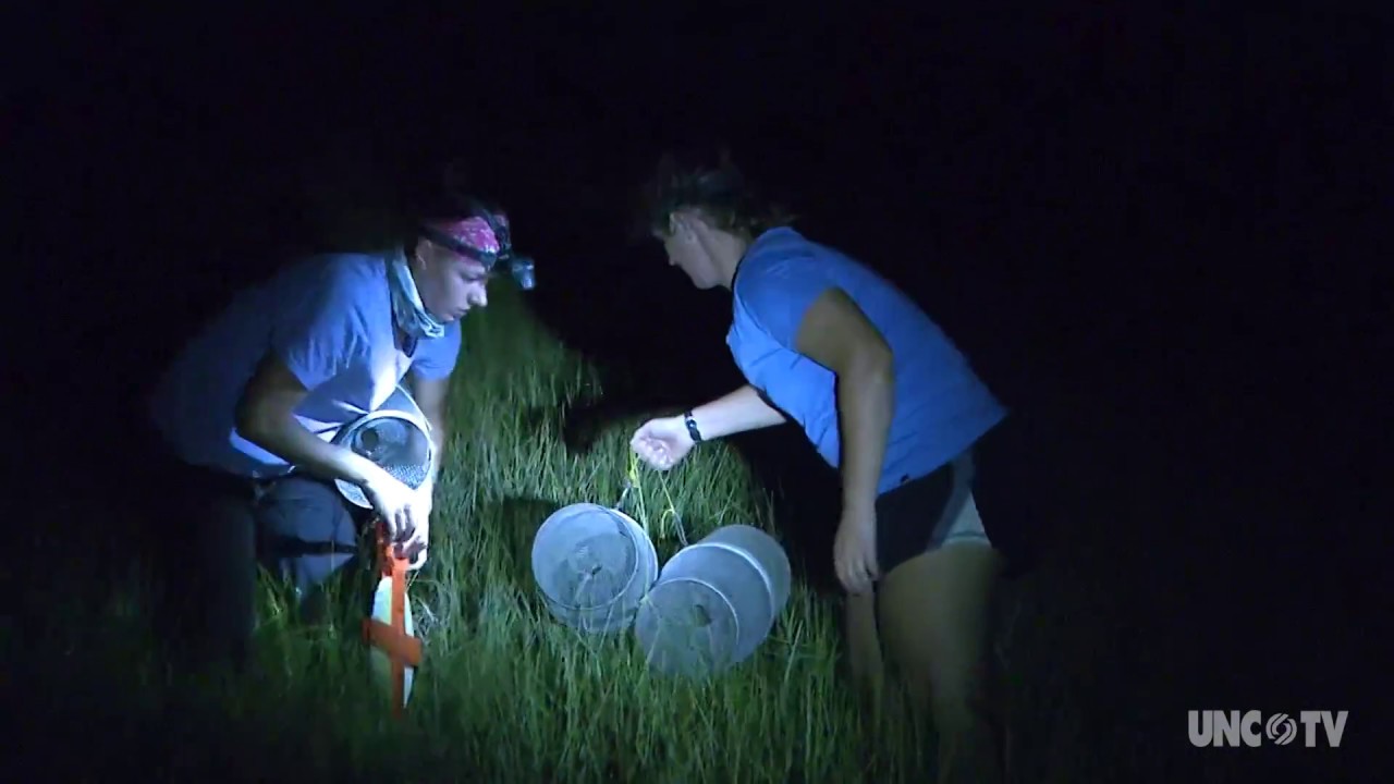 What happens in a marsh at night | Sci NC - YouTube