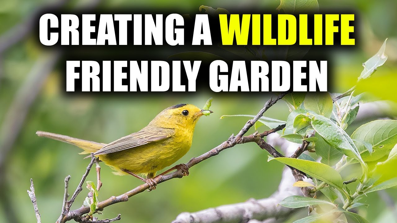 Creating a Wildlife Friendly Garden: Encouraging Birds and Bees - YouTube