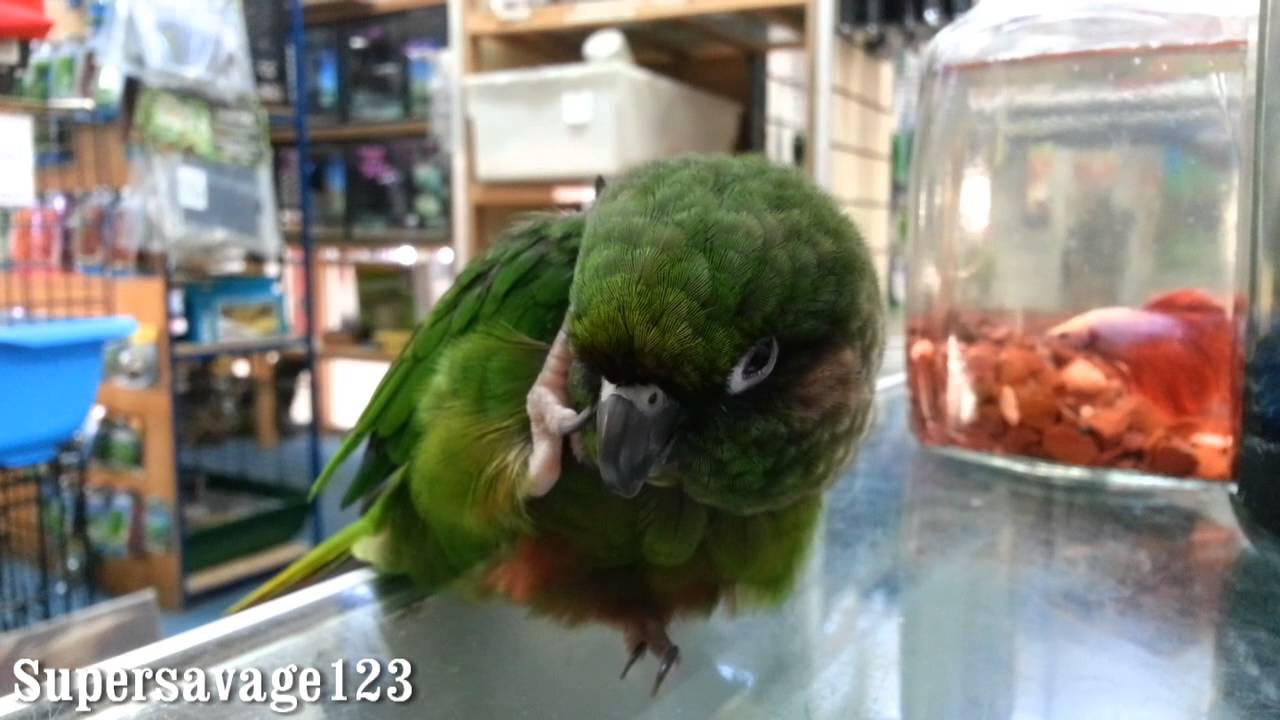 maroon belly conure - YouTube