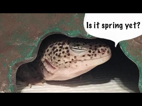 What Is Brumation? - YouTube