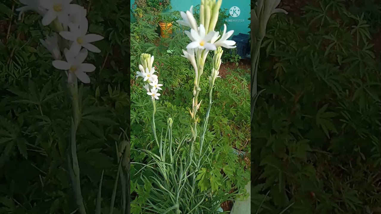 Lilli flower#my garden#short# - YouTube