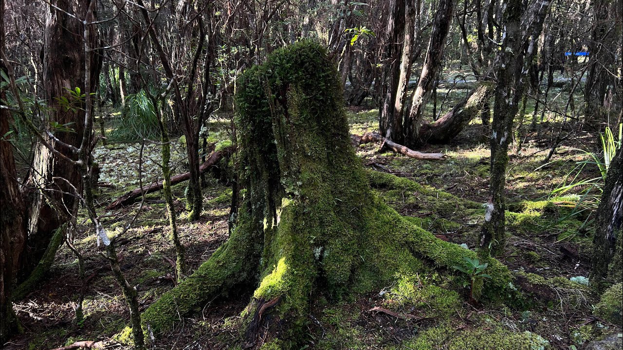 Goblin Forest Walk in the Blue Tiers Northeast Tasmania. - YouTube