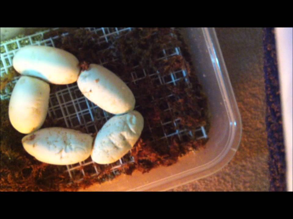 Bad Ball Python Egg Removal&Cutting - YouTube