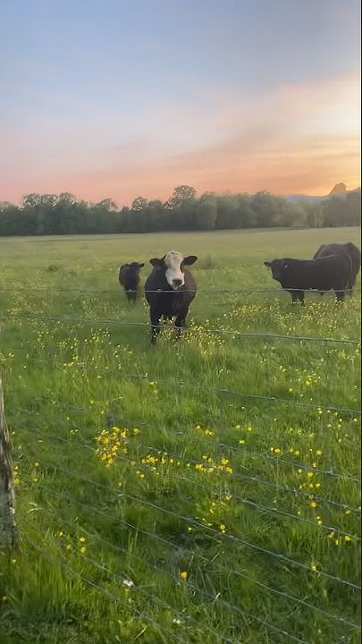 Says hello to cows - YouTube