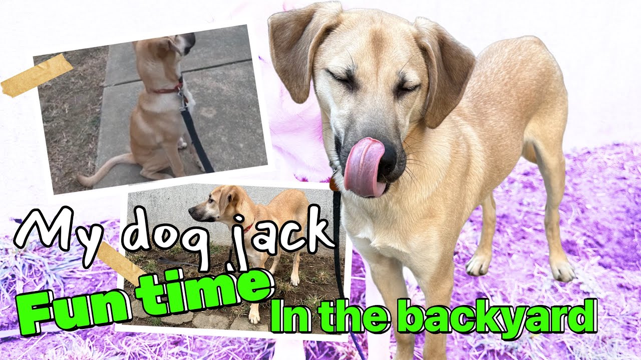 My dog Jack the dog king having fun in the backyard It’s a cold day ...