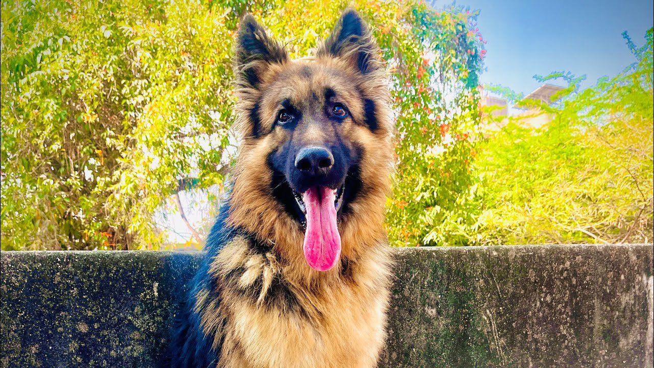 German shepherd dog Rocky play time - YouTube