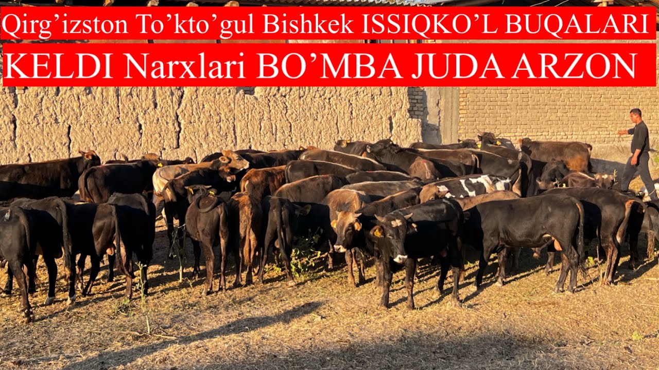 Qirg’izston To’kto’gul Bishkek ISSIQKO’L BUQALAR KELDI narxlarni ...