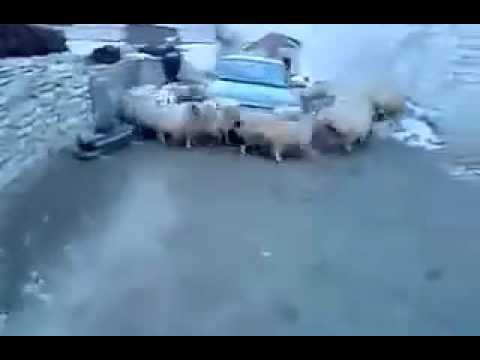 Arabanın Etrafını Saran Hayvanlar