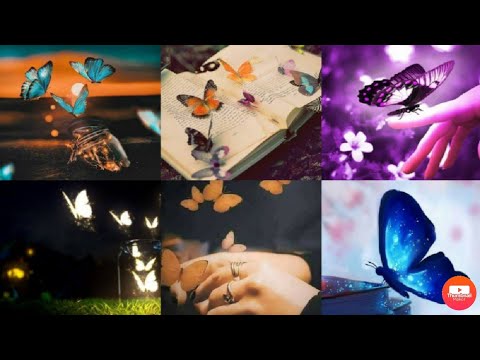 Cute Butterfly wallpapers / Whatsapp dp's /beautiful wallpapers /Butterfly