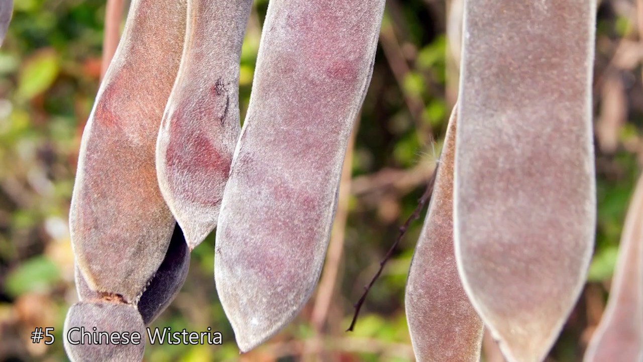 Twelve Tenacious Invasives - Invasive Plants - Galloway NJ - YouTube