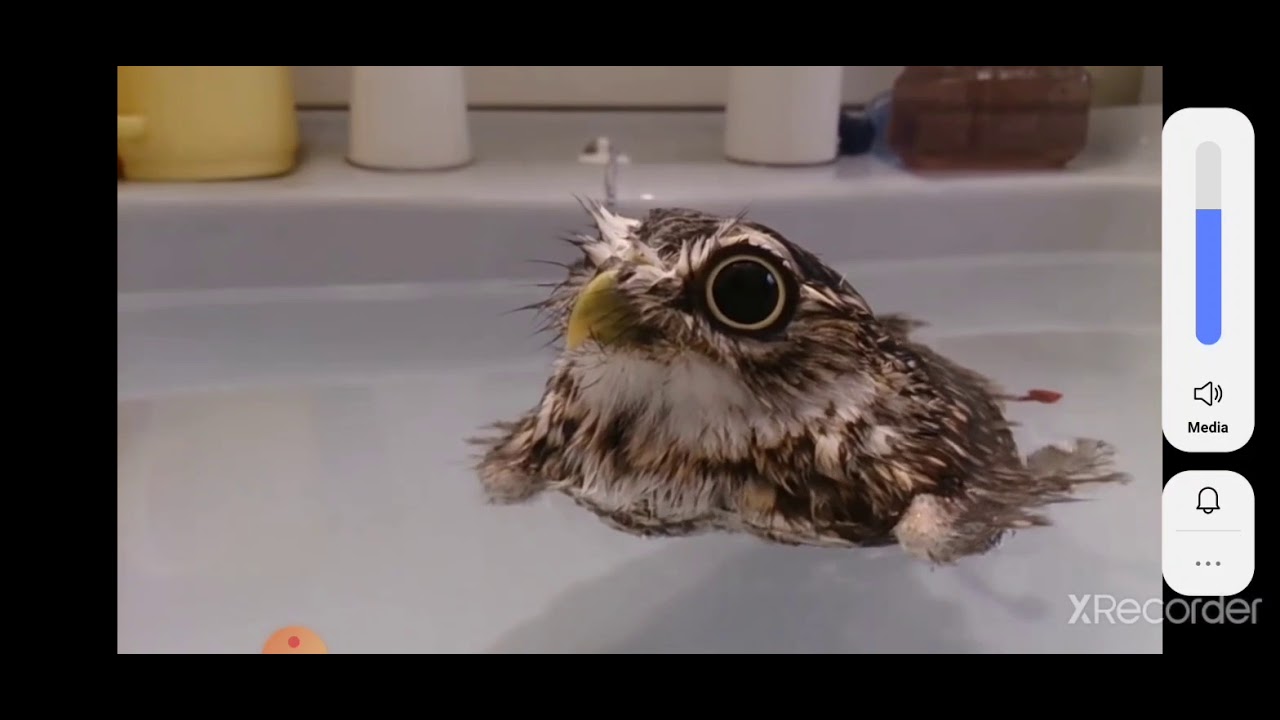 floating owl 🤣🤣 must wacth - YouTube